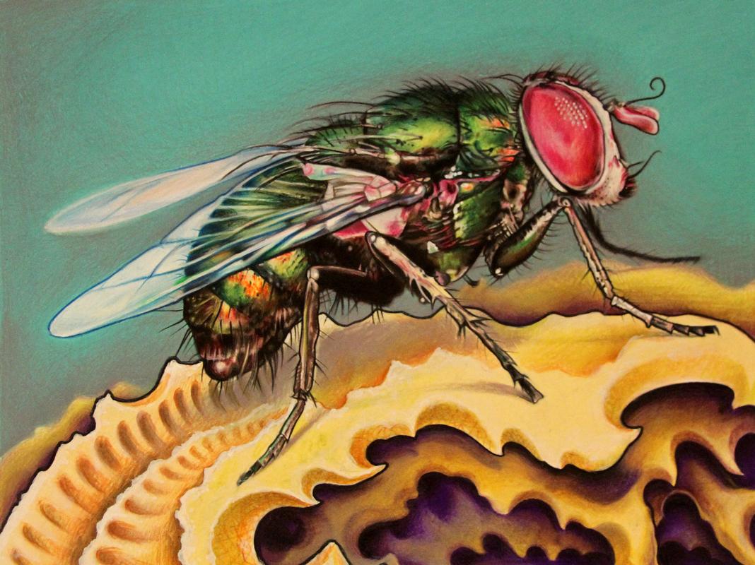 Fly Colored Pencil Drawing by David Mushaney: TattooNOW